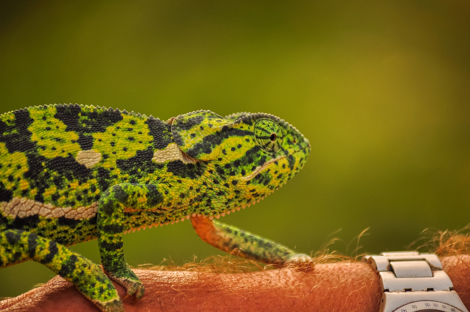Spot the Difference Between Iguanas and Chameleons - Get the Facts!